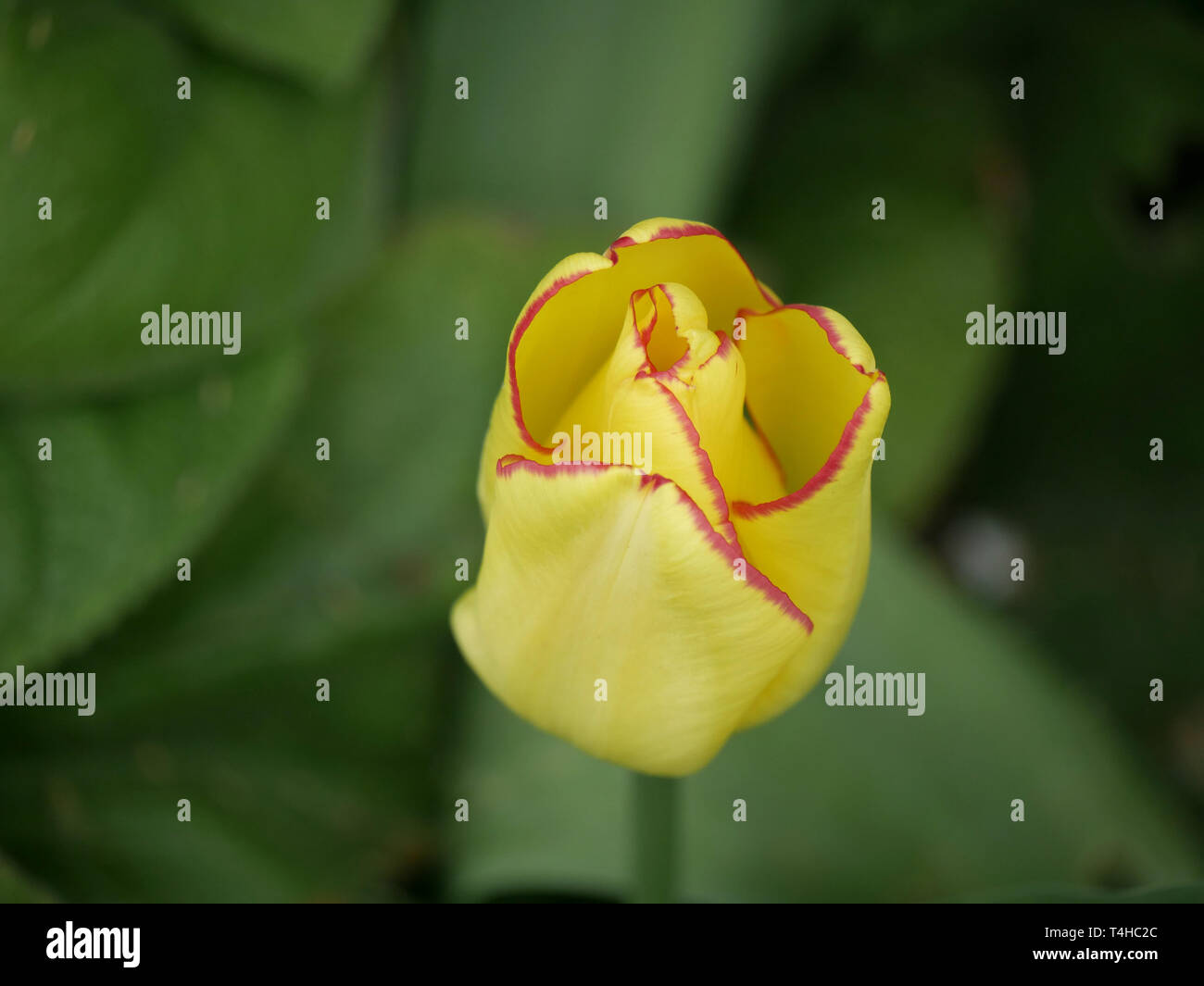 Red flower with yellow edge hi-res stock photography and images - Alamy
