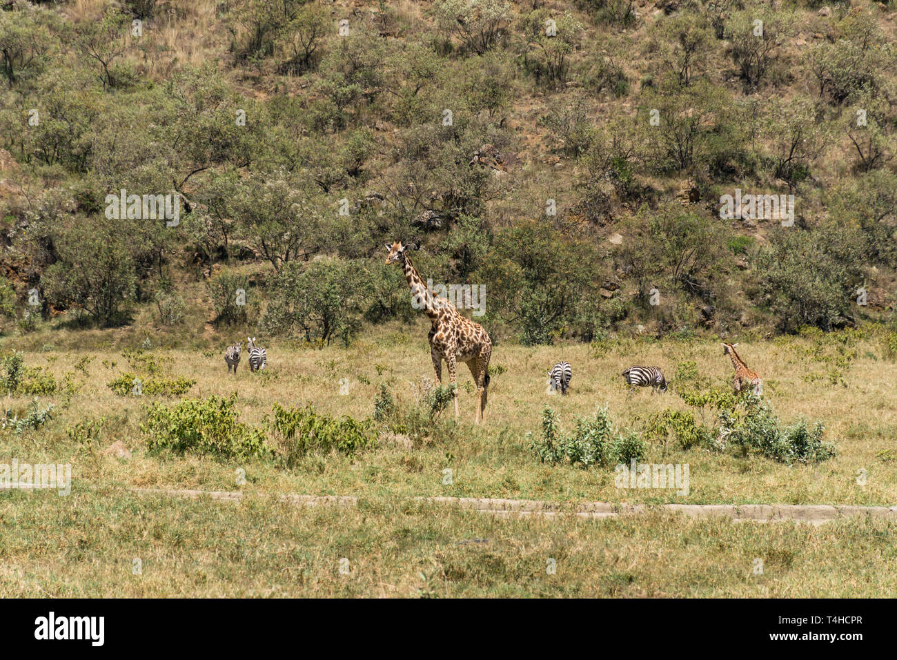 Masai Giraffe and zebras, Hells Gate National Park, Kenya Stock Photo ...