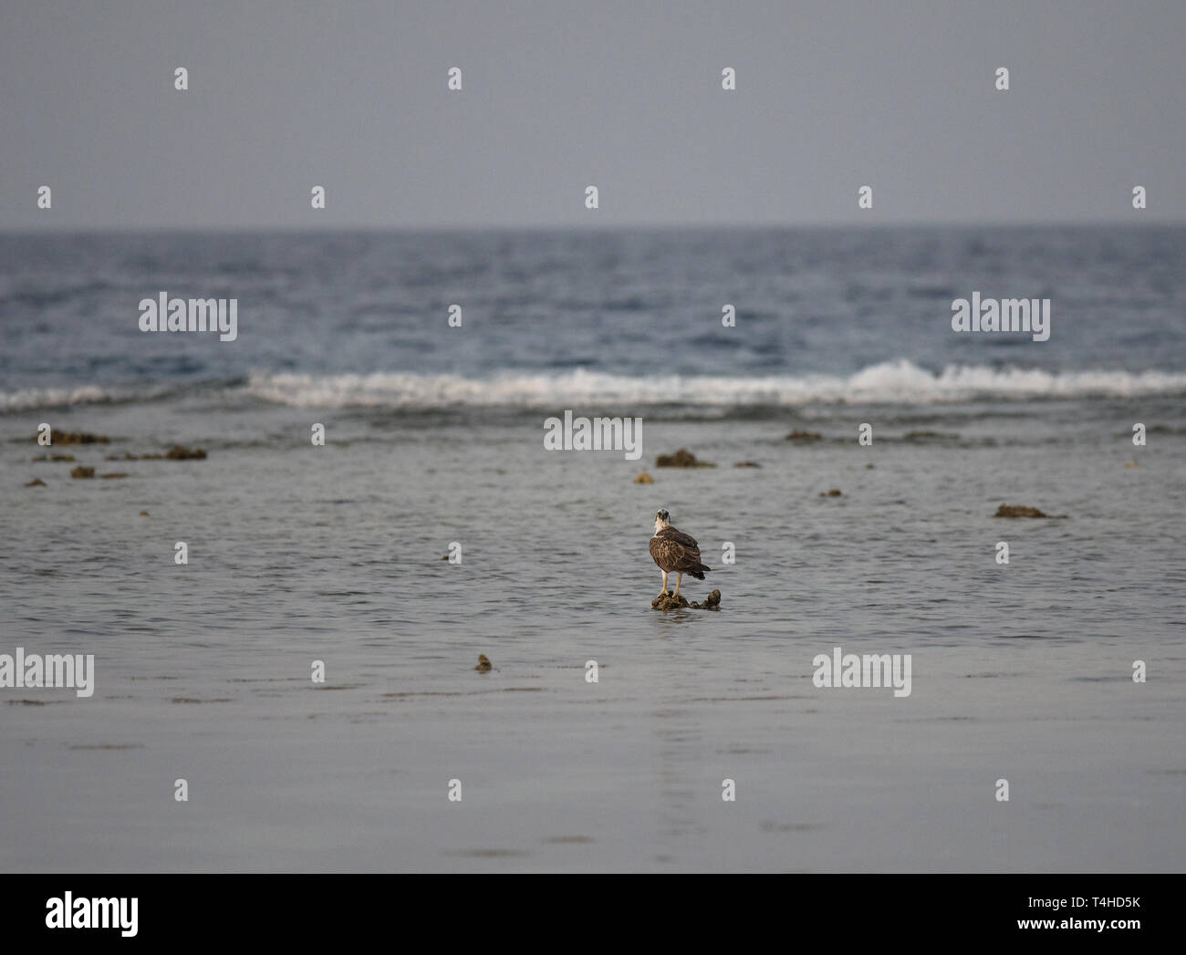 Osprey, Pandion haliaetus, stood shallow waters, Hamata, Red Sea, Egypt ...