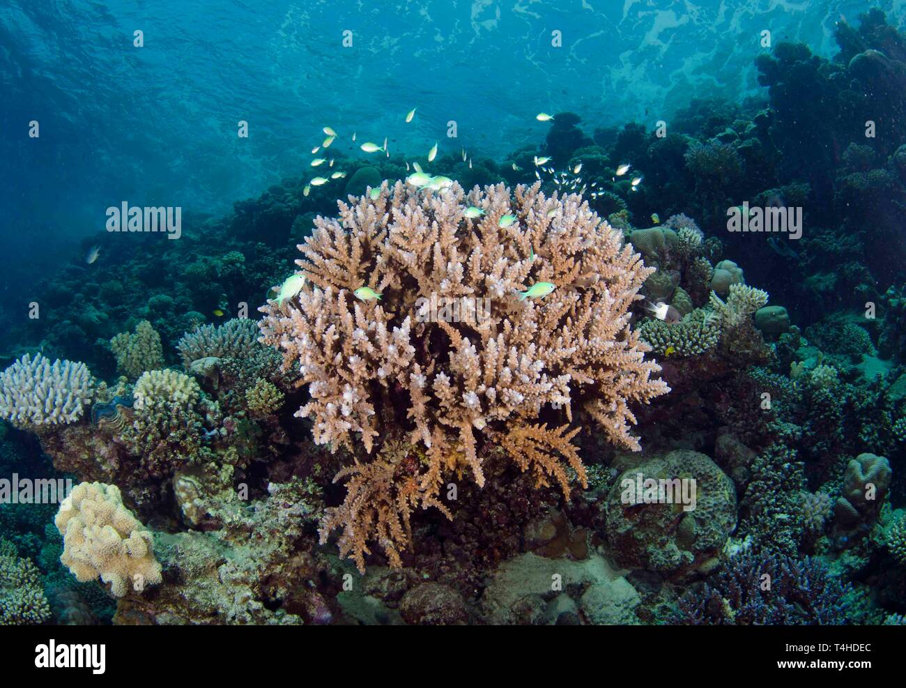 Coral reef, with fish, Hamata, Red Sea, Egypt Stock Photo - Alamy