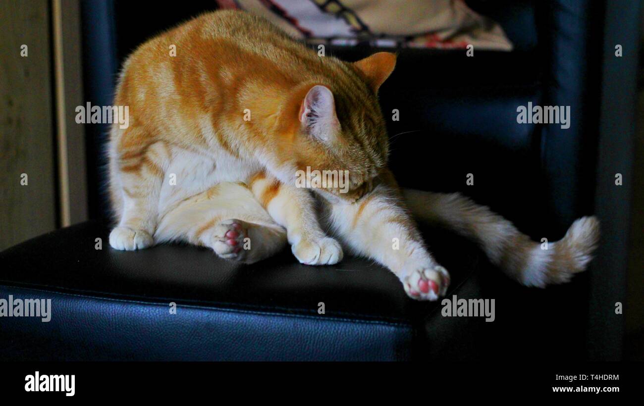 Cute furry cat Stock Photo - Alamy