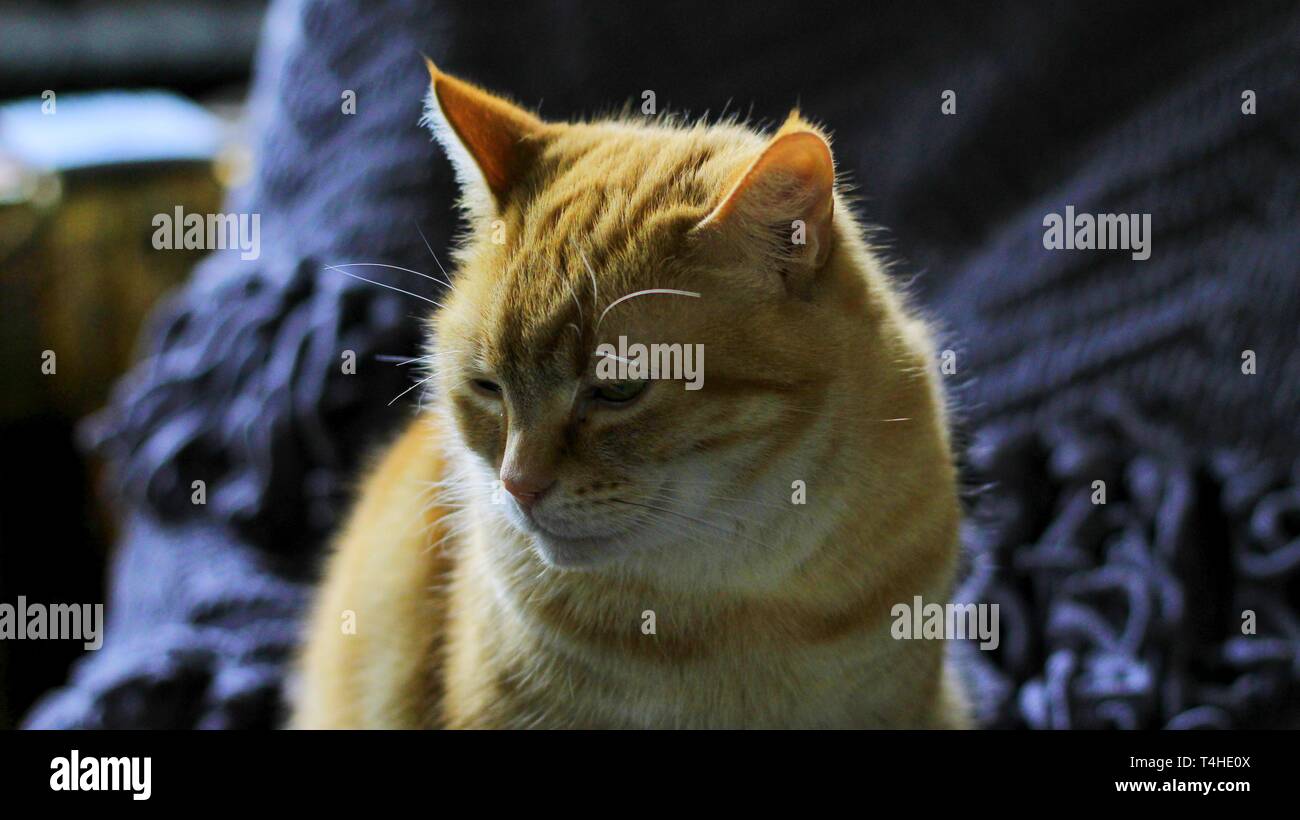 Cute furry cat Stock Photo - Alamy