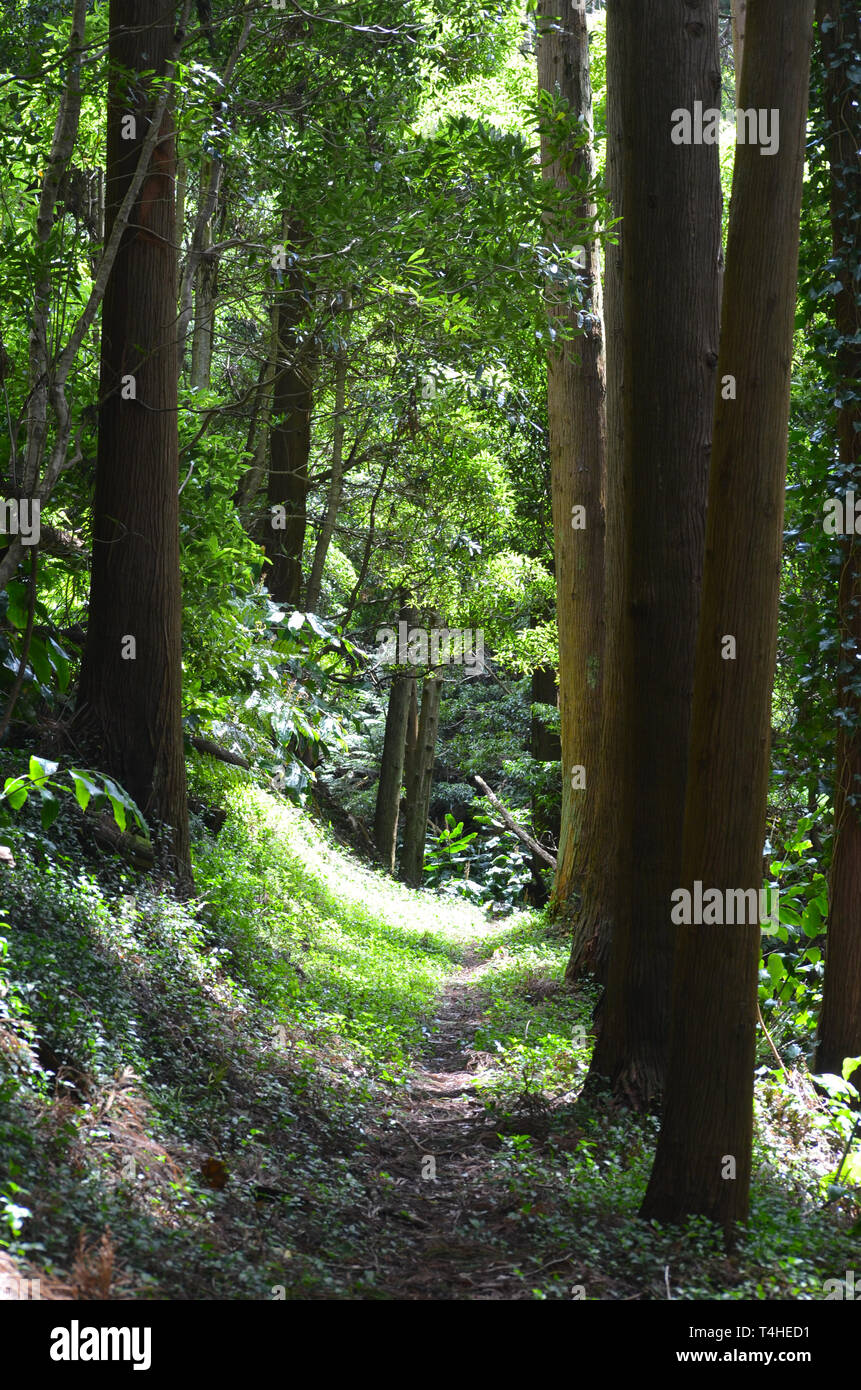 Conifer plantations of Japanese red cedar mixed with remnants of native ...