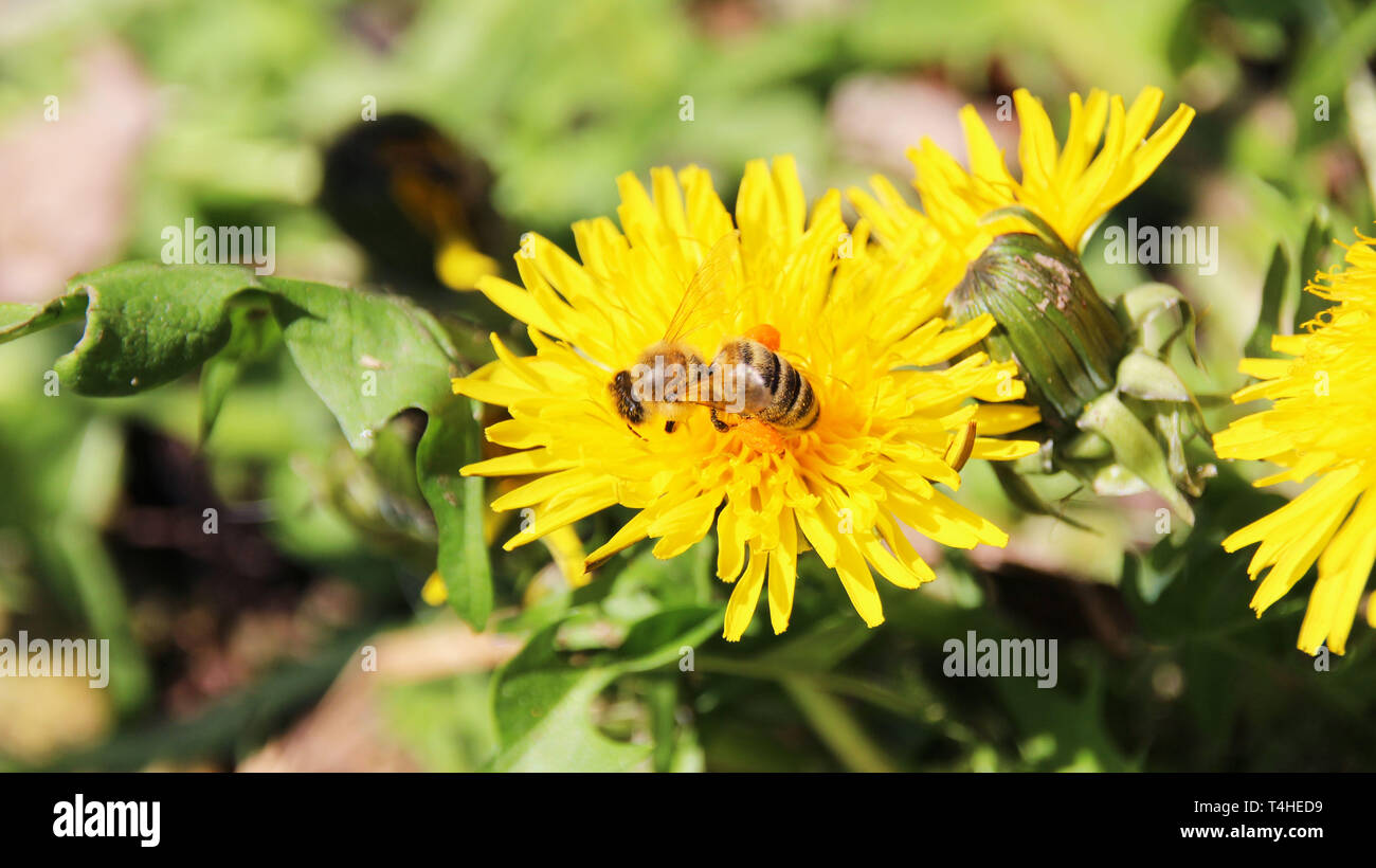 Honey bee pollinating a Dandelion flower Stock Photo - Alamy
