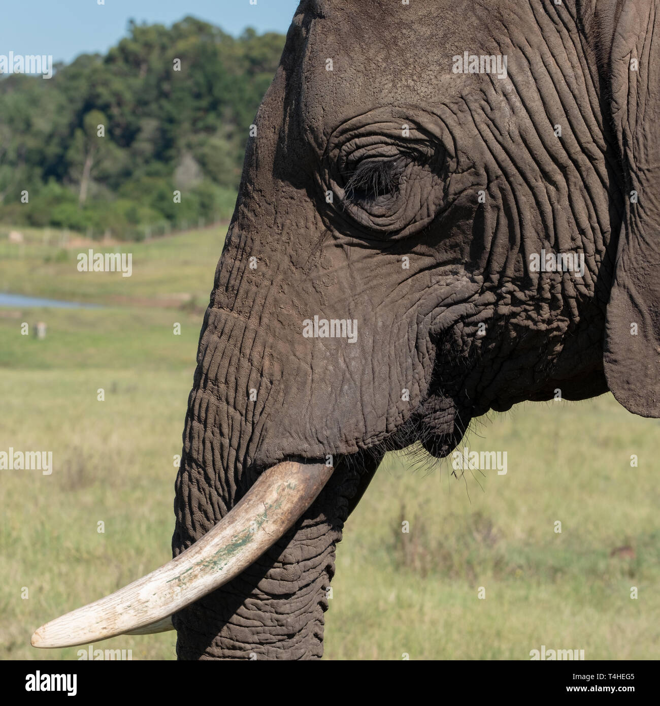 African elephant, photographed at Knysna Elephant Park in the Garden ...