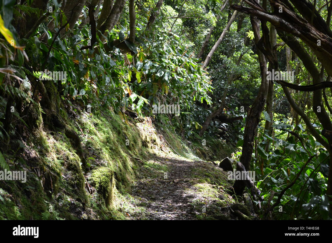Conifer plantations of Japanese red cedar mixed with remnants of native ...