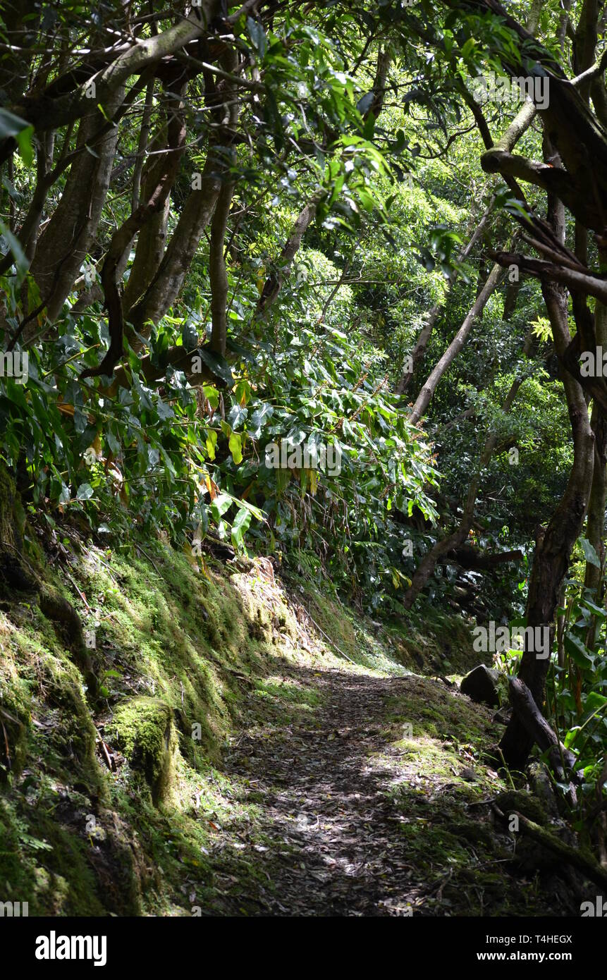 A species native to the azores hi-res stock photography and images - Alamy