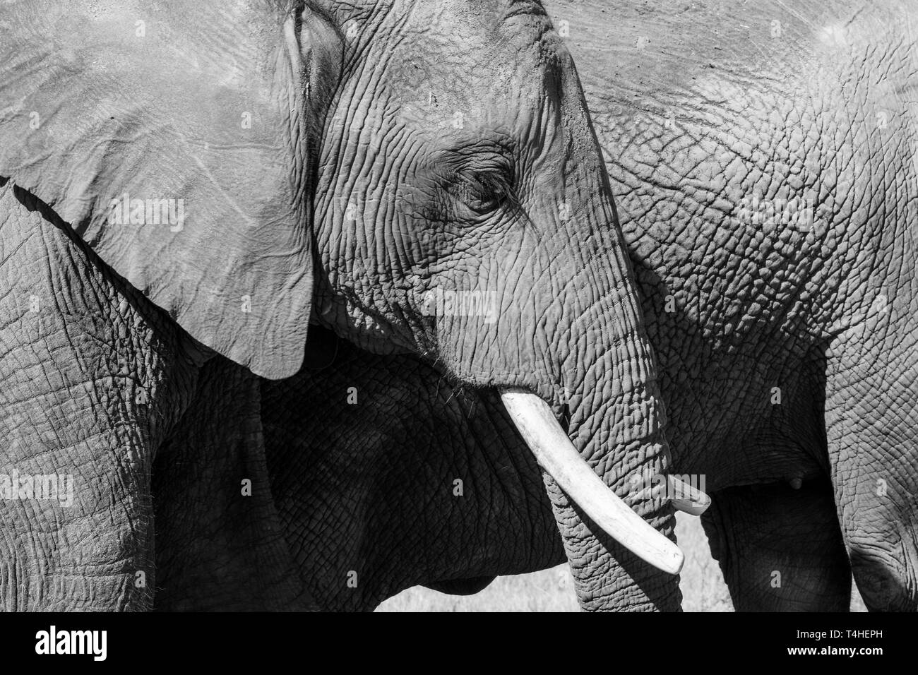 Close up of African elephant, photographed in high contrast monochrome ...