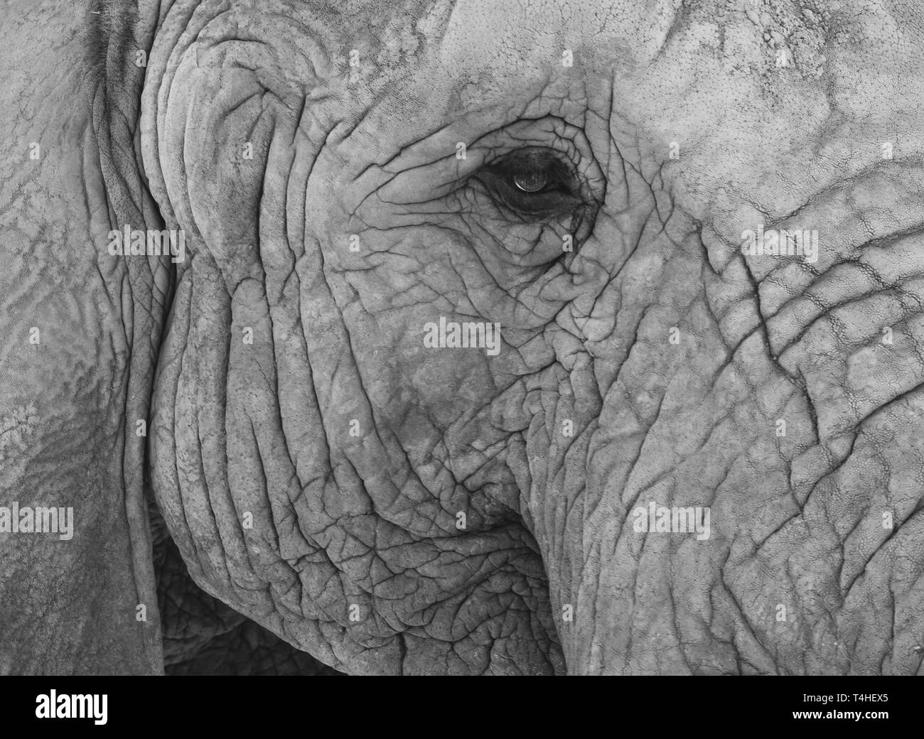 Close up of African elephant, photographed in high contrast monochrome ...