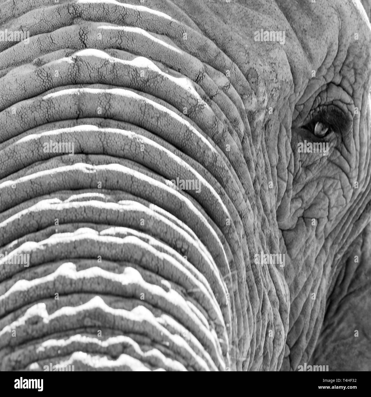 Close up of African elephant, photographed in high contrast monochrome ...