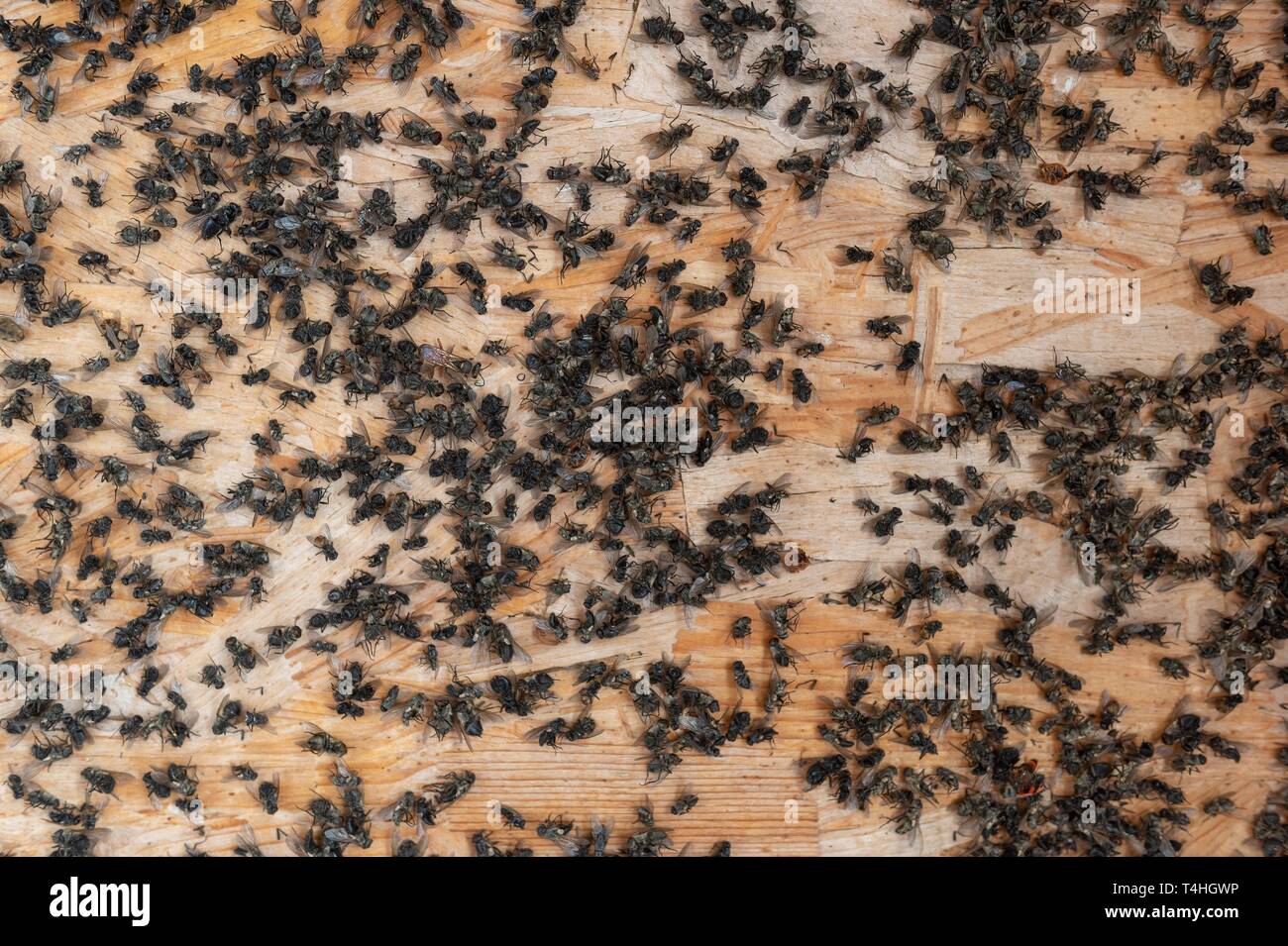 Dead flies lying on the ground may be infected Stock Photo - Alamy