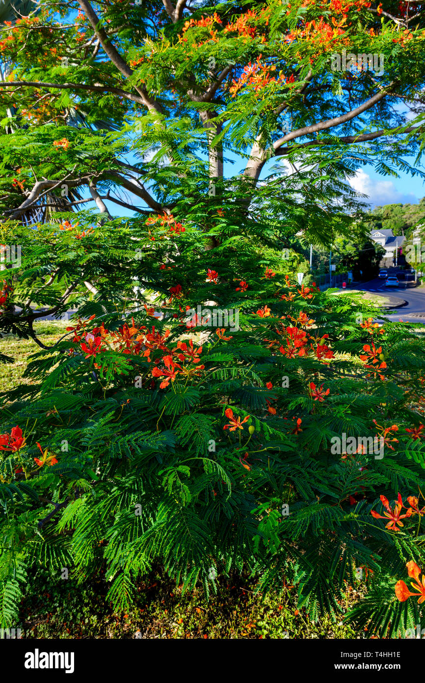 Red flowers tree, called Delonix Regia, Reunion Island Stock Photo - Alamy