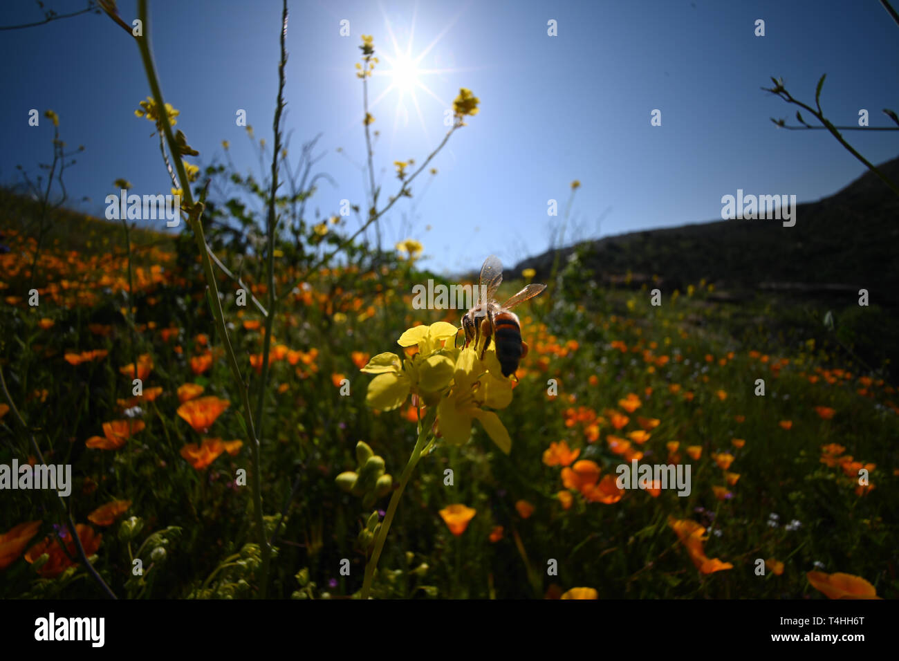 California poppy bee hi-res stock photography and images - Alamy