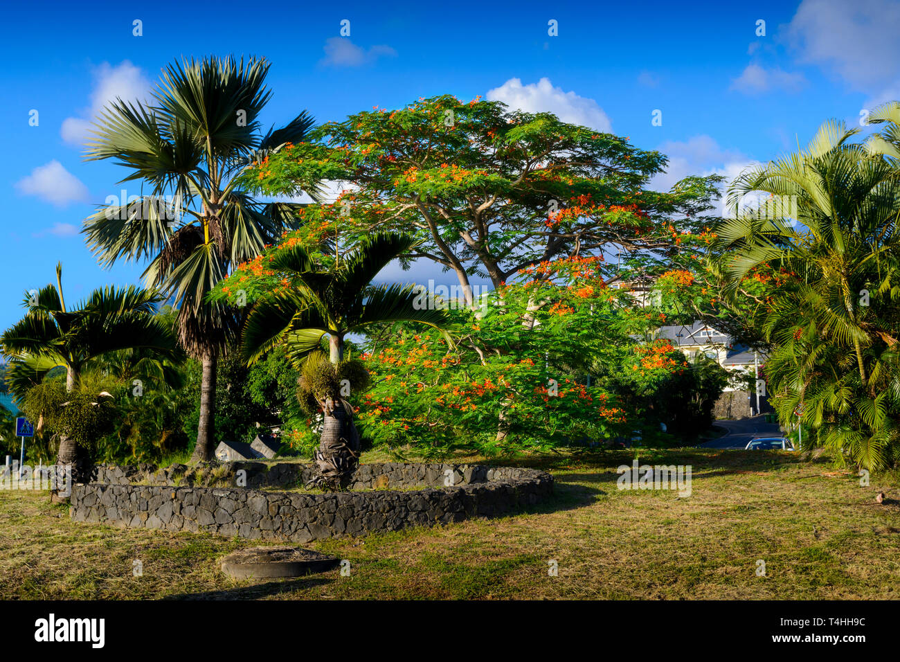 Flamboyant tree delonix regia flowers hi-res stock photography and ...