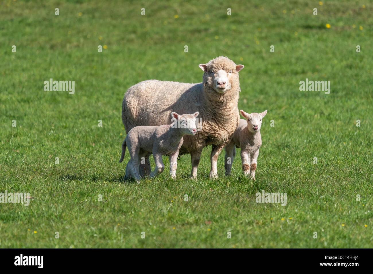 Mother sheep with baby lambs in a field in Spring Stock Photo - Alamy