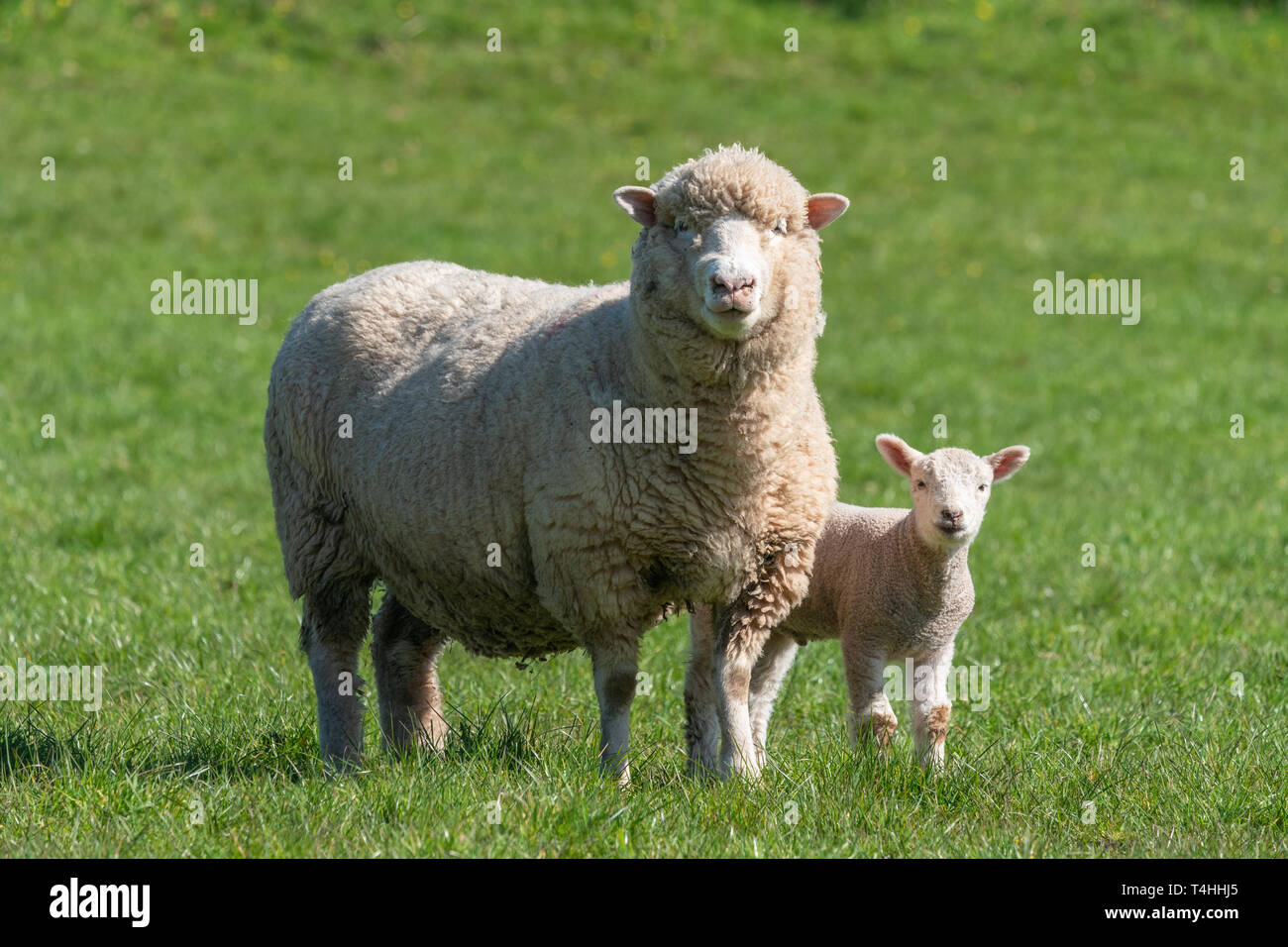 Mother sheep with baby lambs in a field in Spring Stock Photo - Alamy