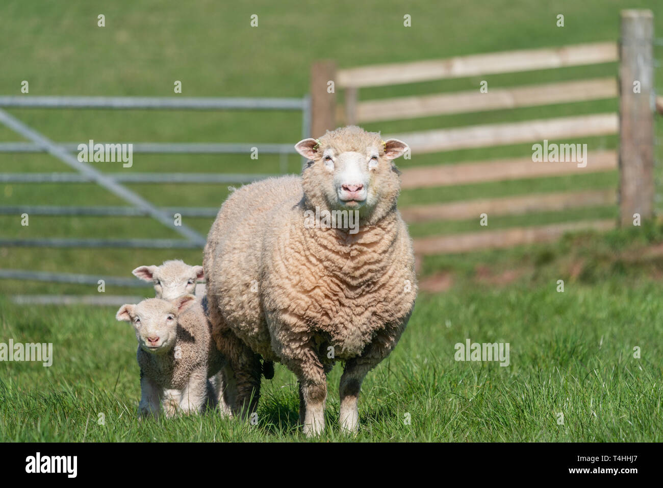 Mother sheep with baby lambs in a field in Spring Stock Photo - Alamy