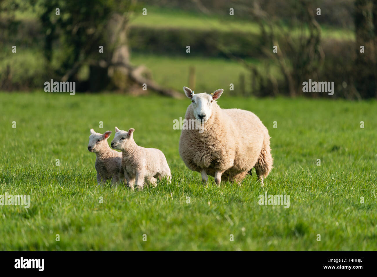 Mother sheep with baby lambs in a field in Spring Stock Photo - Alamy