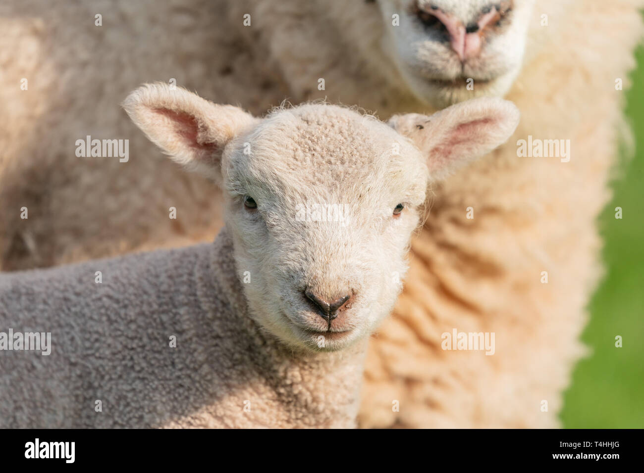 Mother sheep with baby lambs in a field in Spring Stock Photo - Alamy