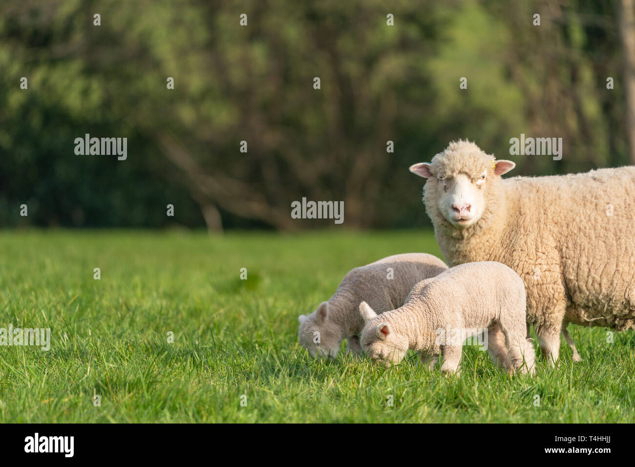 Mother sheep with baby lambs in a field in Spring Stock Photo - Alamy