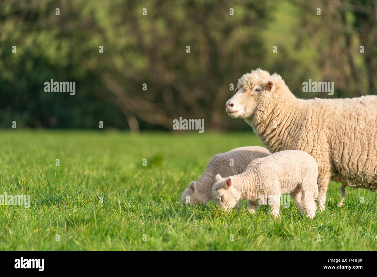 Mother sheep with baby lambs in a field in Spring Stock Photo - Alamy