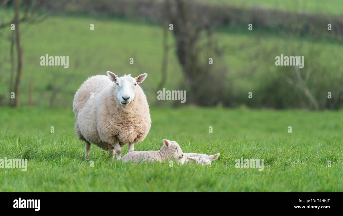 Sleeping sheep outside hi-res stock photography and images - Alamy