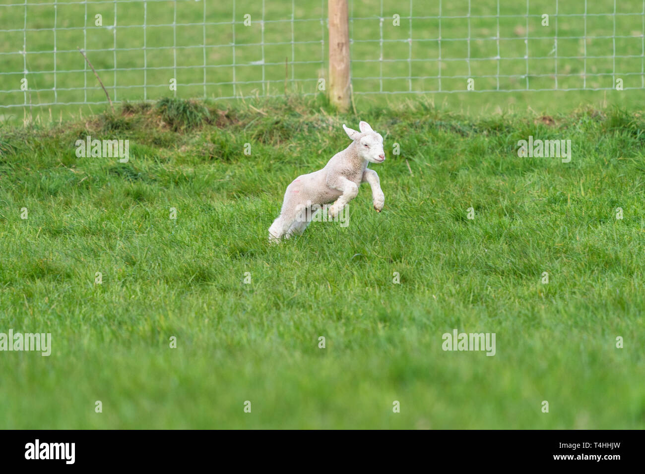 Leaping spring lamb springtime hi-res stock photography and images - Alamy