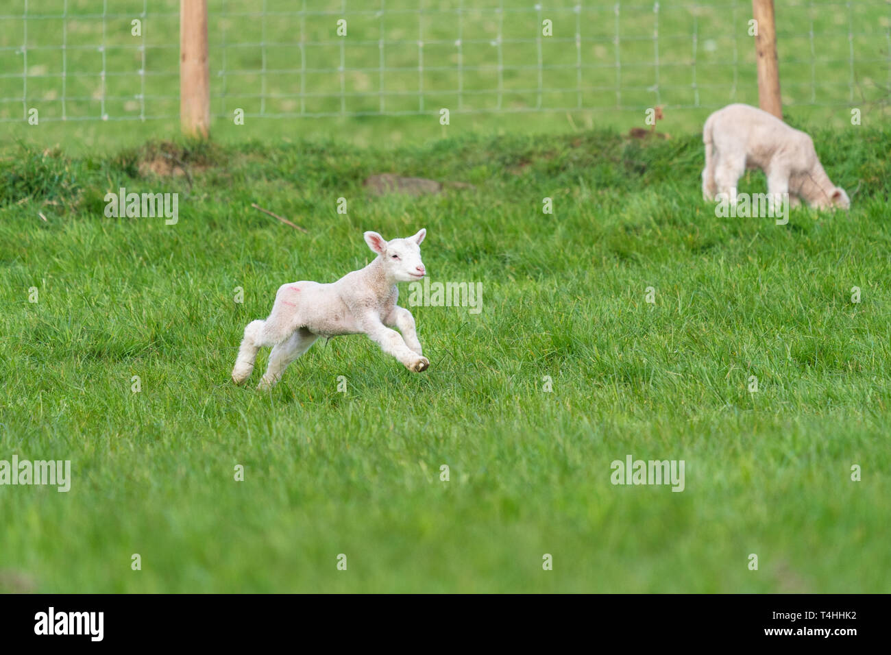 Leaping spring lamb springtime hi-res stock photography and images - Alamy