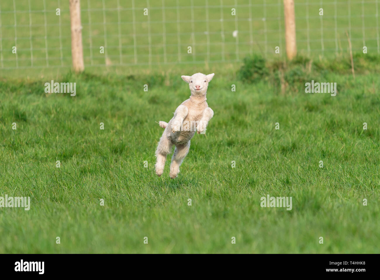 Leaping spring lamb springtime hi-res stock photography and images - Alamy