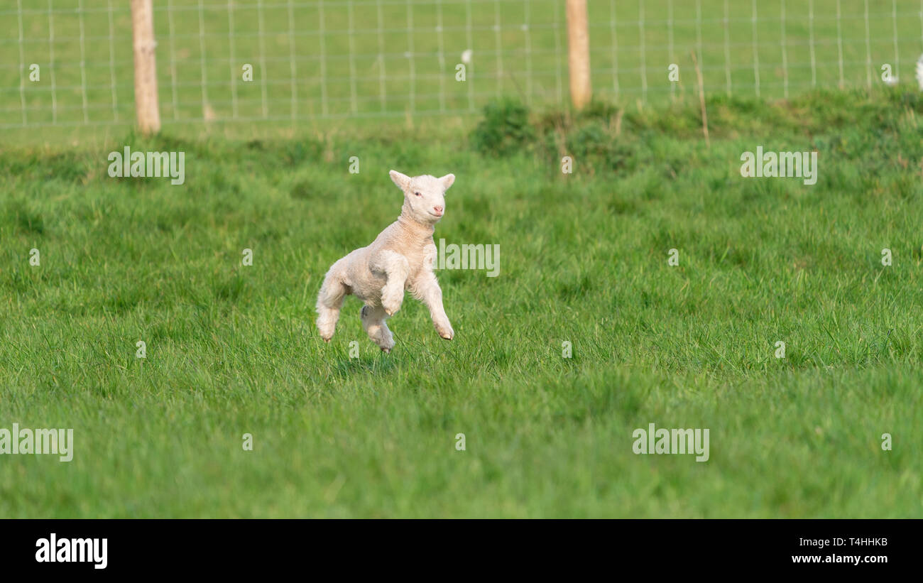 Lamb playing in field of green grass in Spring Stock Photo - Alamy