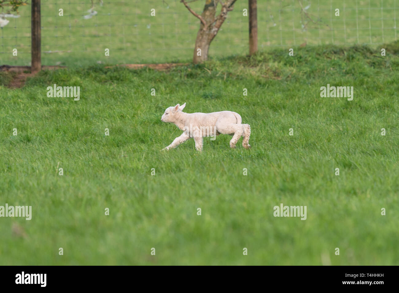 Leaping spring lamb springtime hi-res stock photography and images - Alamy