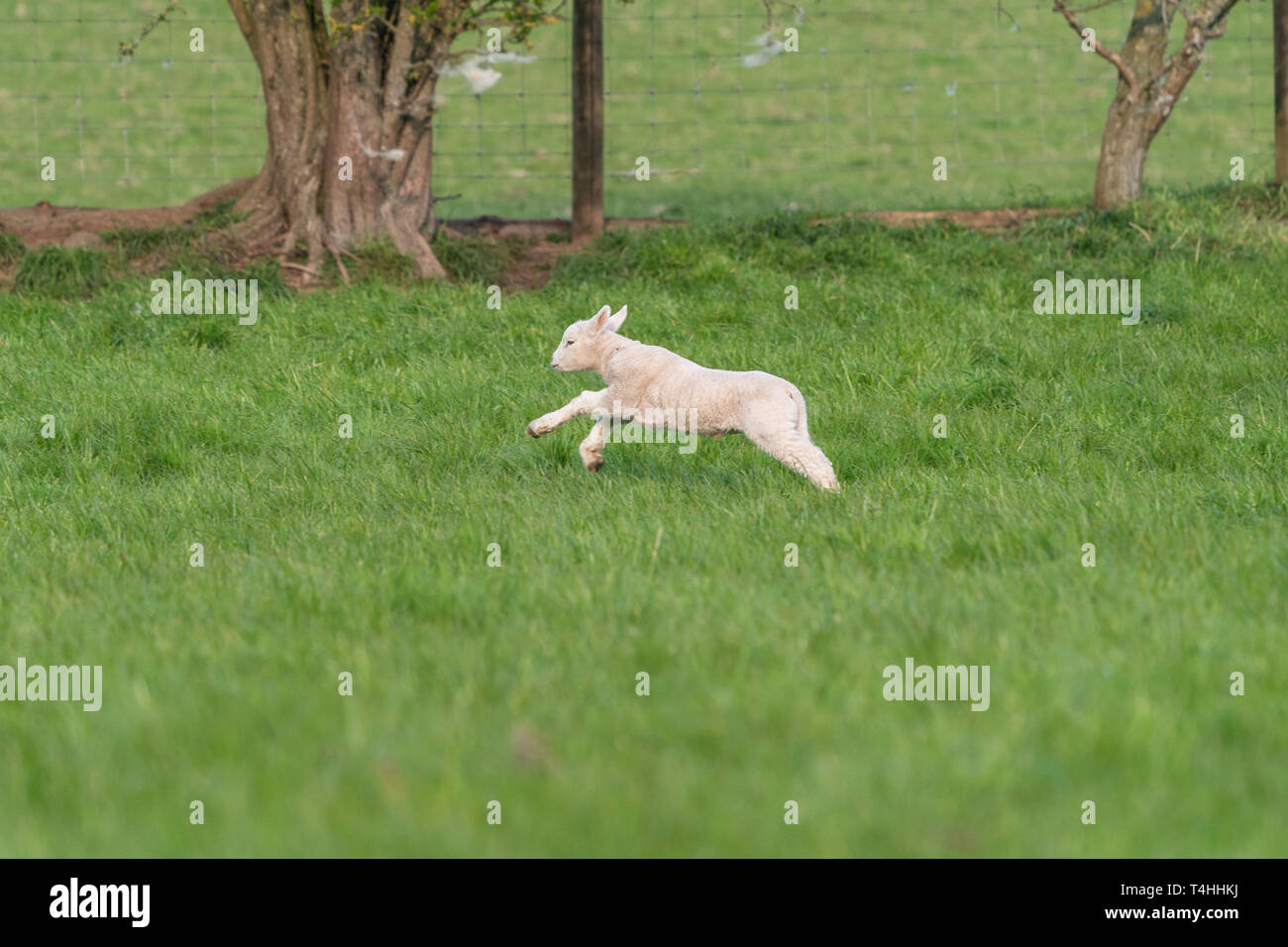 Leaping spring lamb springtime hi-res stock photography and images - Alamy