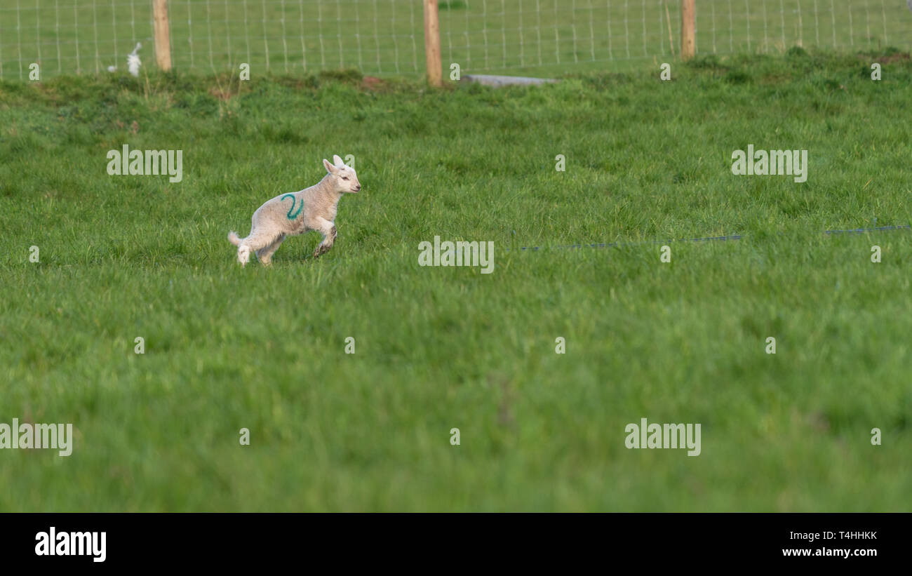 Leaping spring lamb springtime hi-res stock photography and images - Alamy