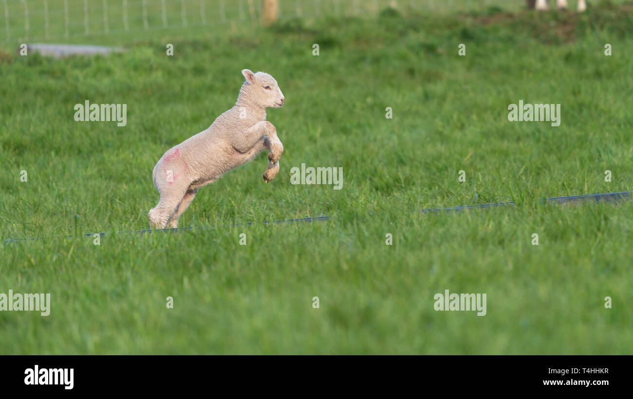 Leaping spring lamb springtime hi-res stock photography and images - Alamy