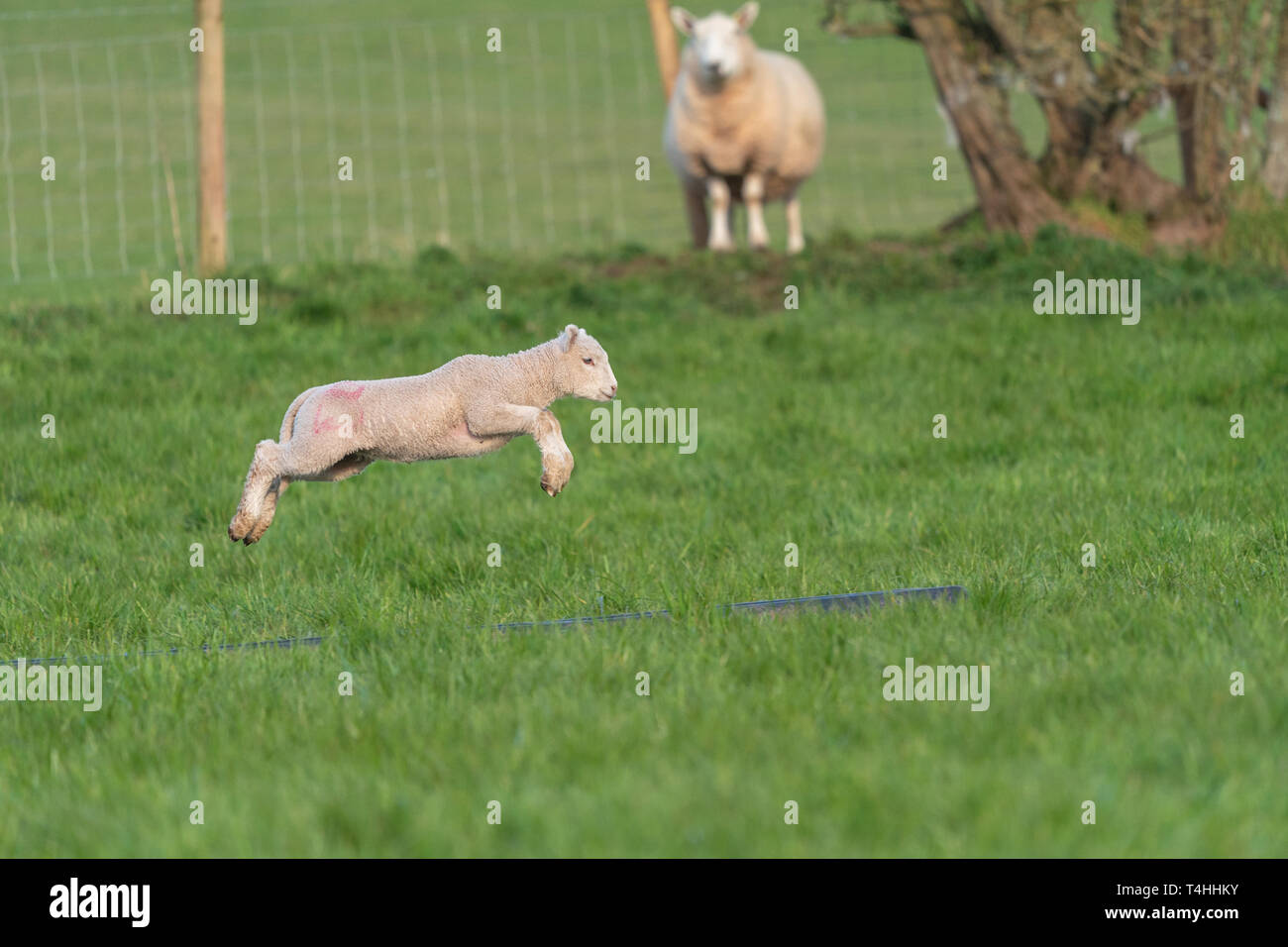 Leaping spring lamb springtime hi-res stock photography and images - Alamy