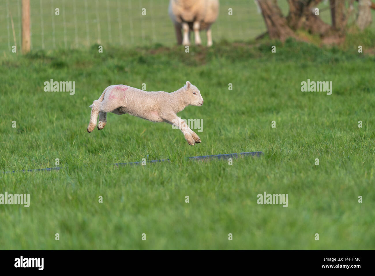 Leaping spring lamb springtime hi-res stock photography and images - Alamy