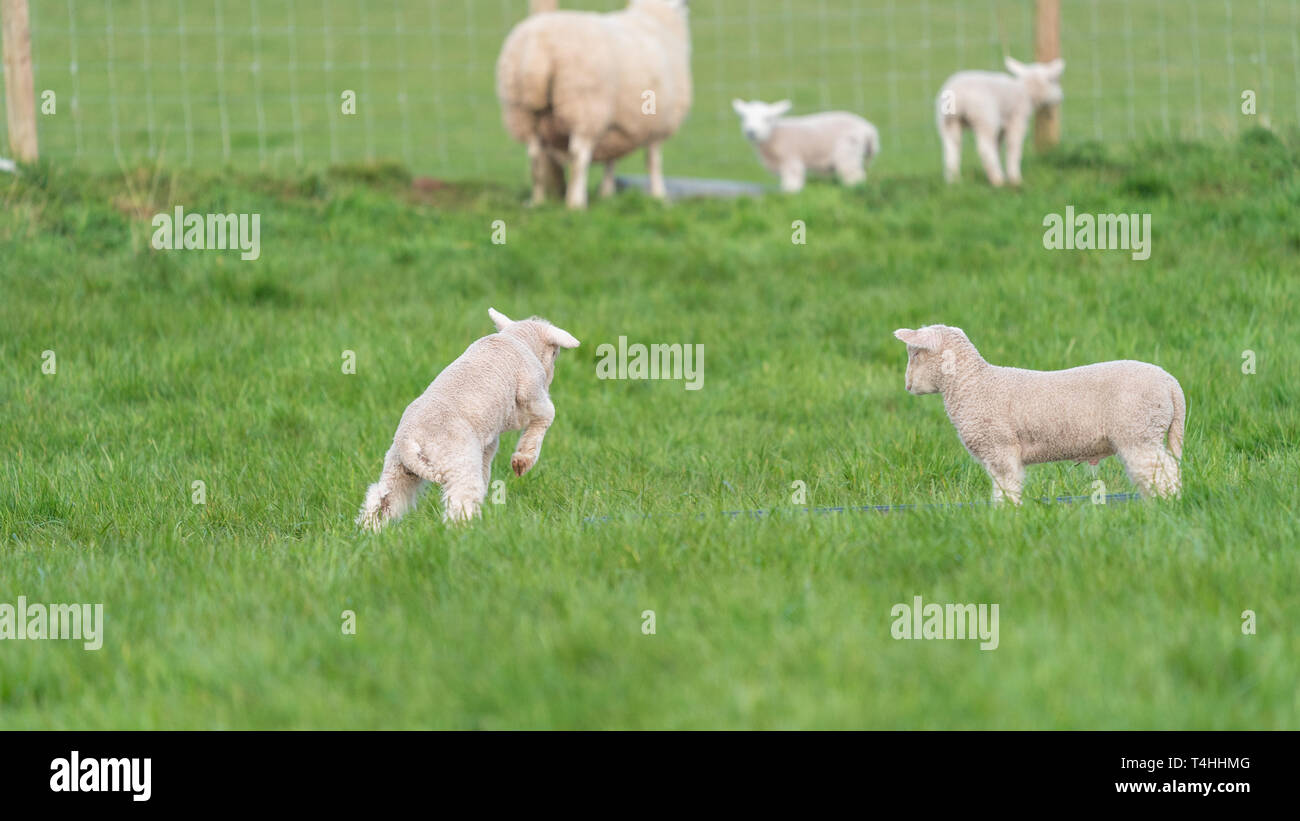 Lambs playing in field of green grass in Spring Stock Photo - Alamy