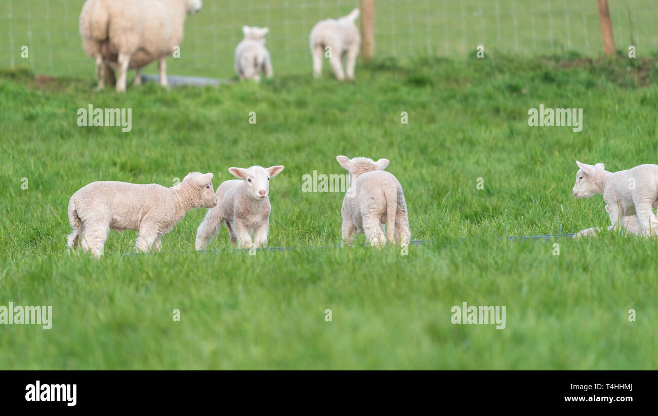 Leaping spring lamb springtime hi-res stock photography and images - Alamy