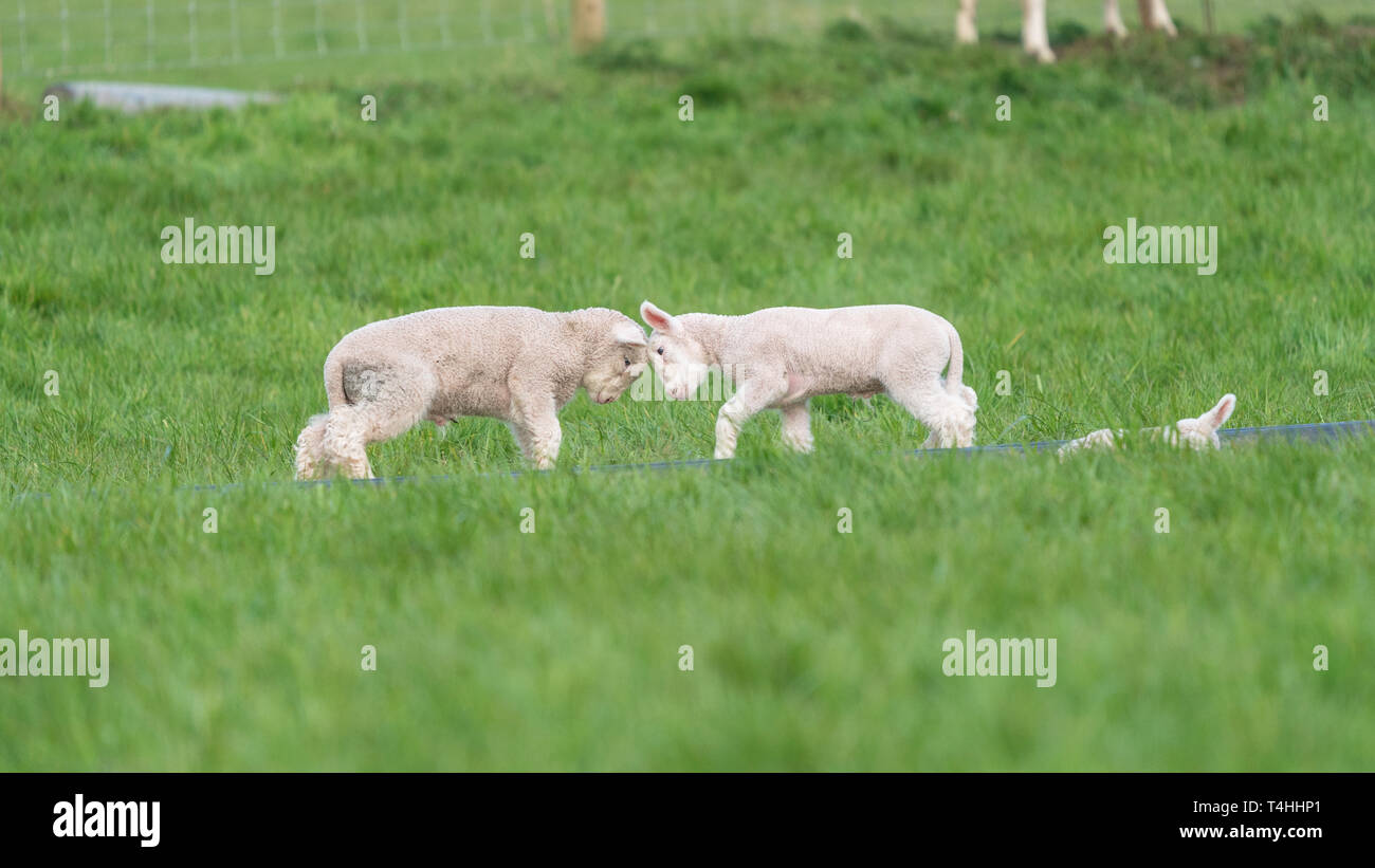 Leaping spring lamb springtime hi-res stock photography and images - Alamy