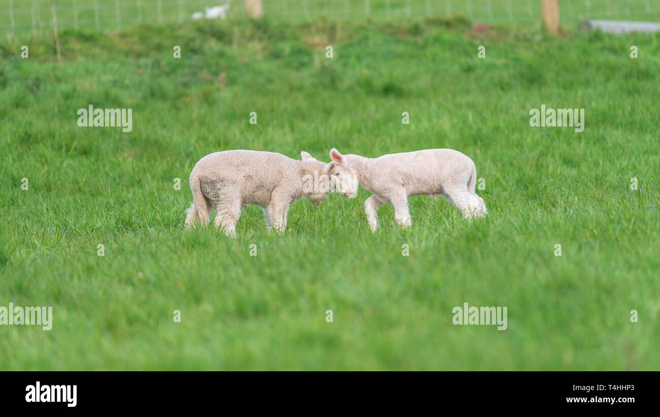 Lambs playing in field of green grass in Spring Stock Photo - Alamy