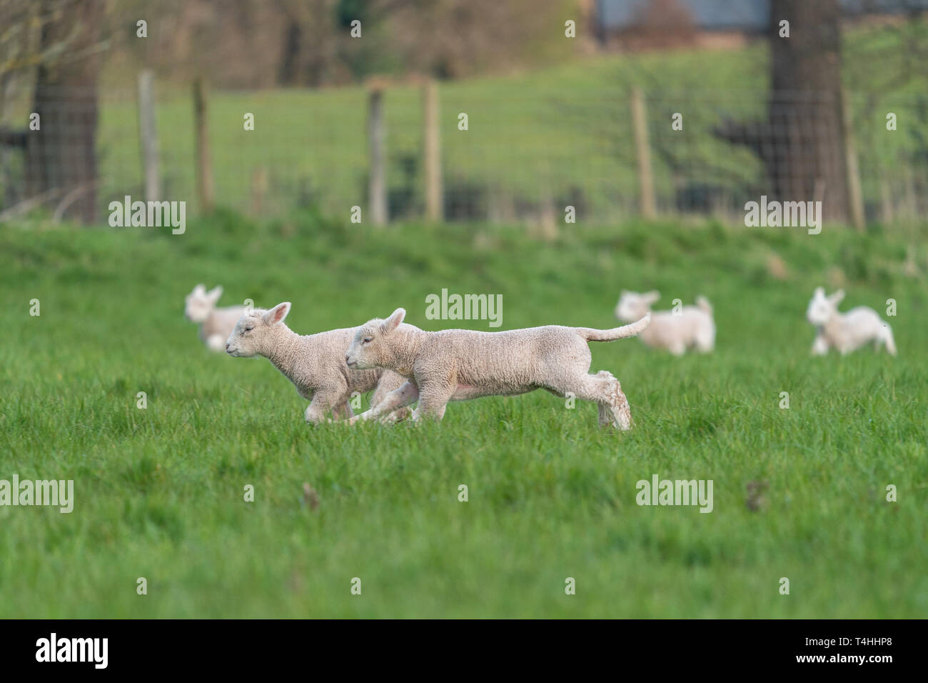 Lambs playing in field of green grass in Spring Stock Photo - Alamy