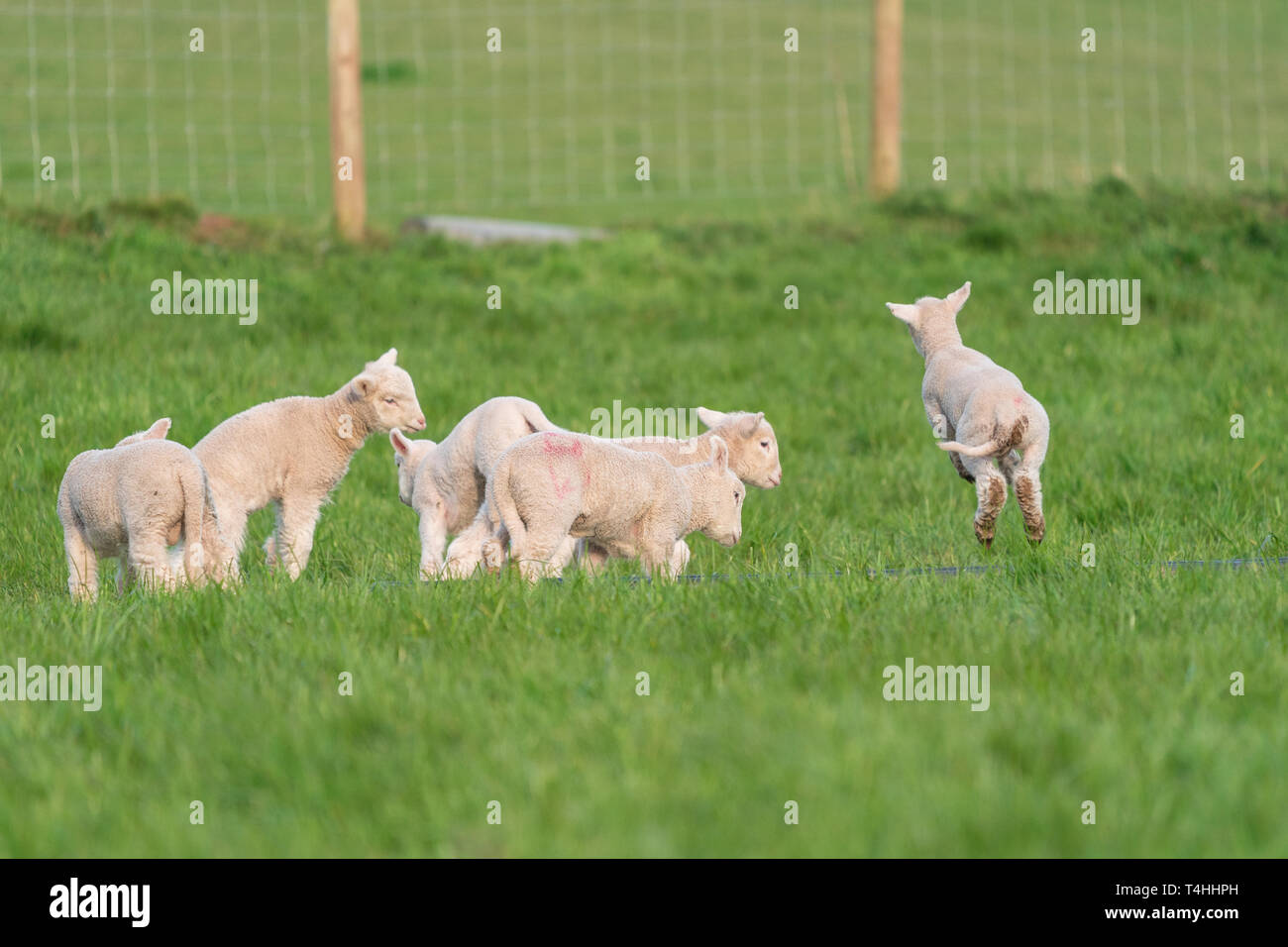 Leaping spring lamb springtime hi-res stock photography and images - Alamy