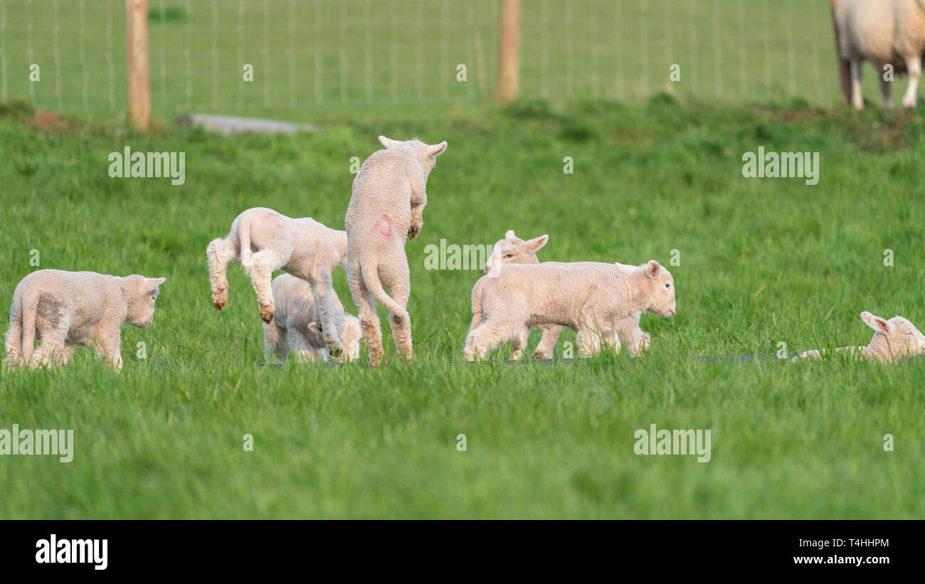 Lambs playing in field of green grass in Spring Stock Photo - Alamy