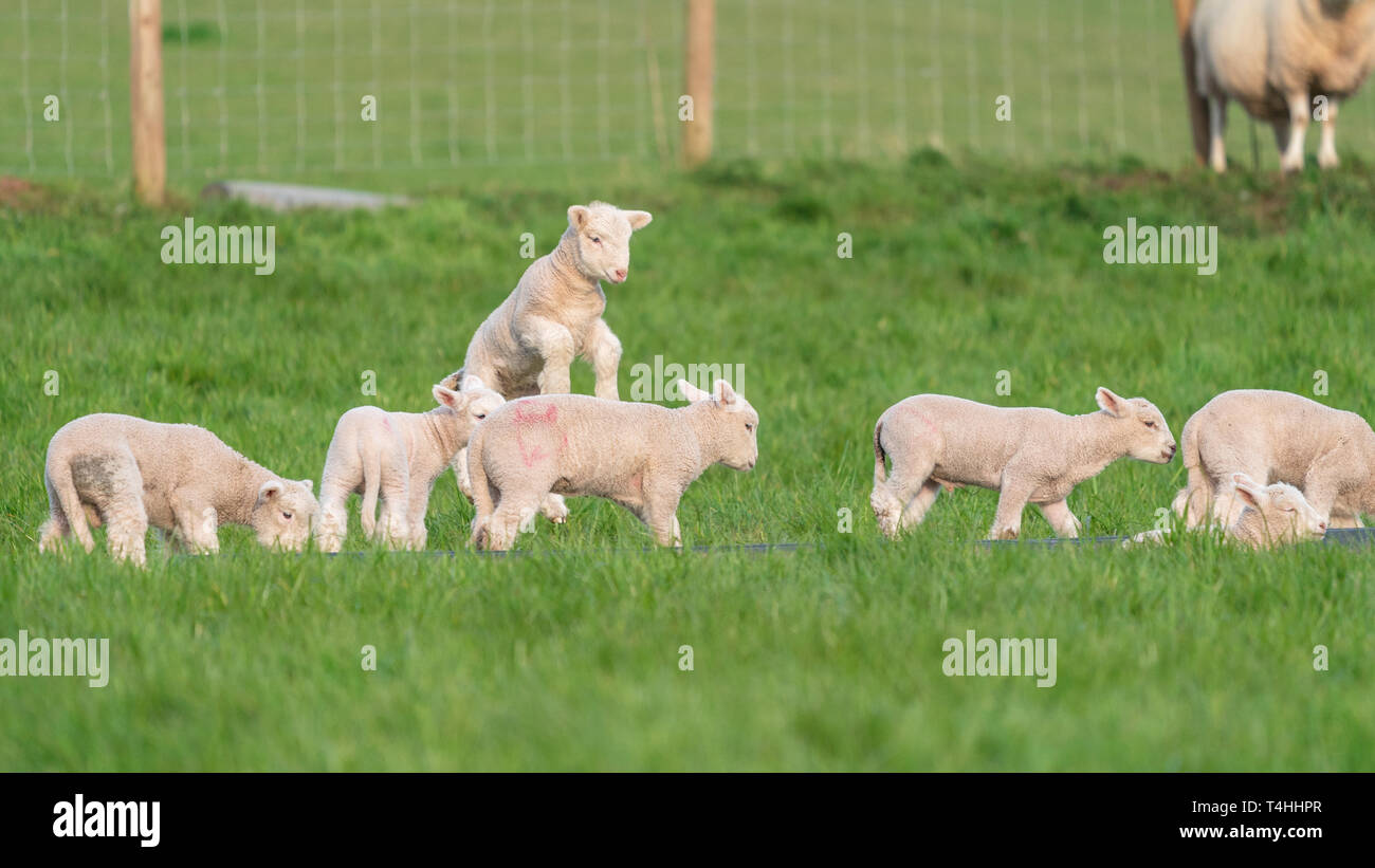 Leaping spring lamb springtime hi-res stock photography and images - Alamy