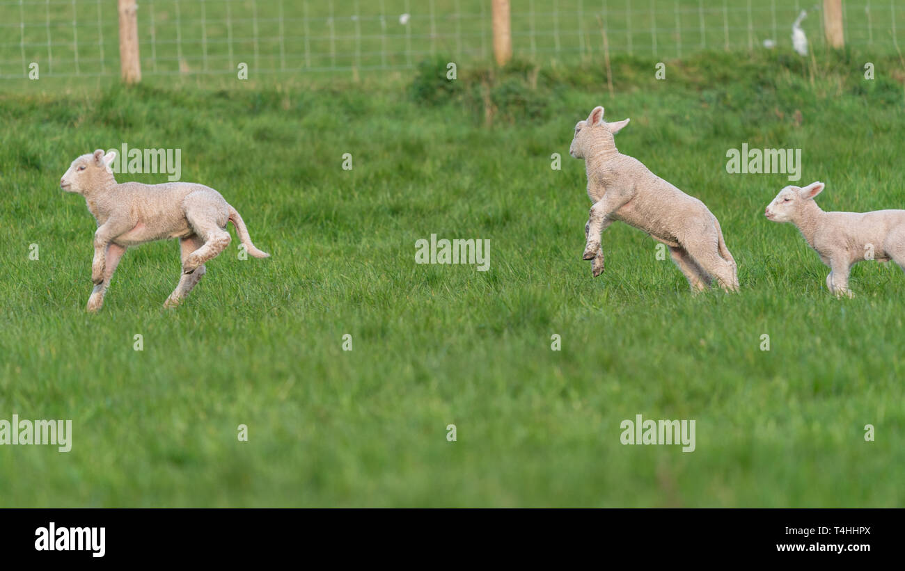 Lambs playing in field of green grass in Spring Stock Photo - Alamy