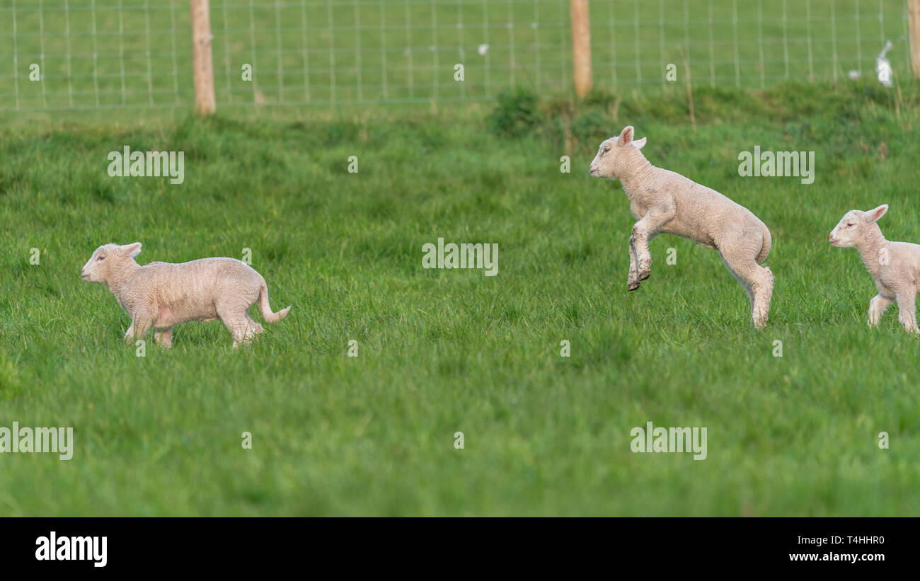 Lambs playing in field of green grass in Spring Stock Photo - Alamy