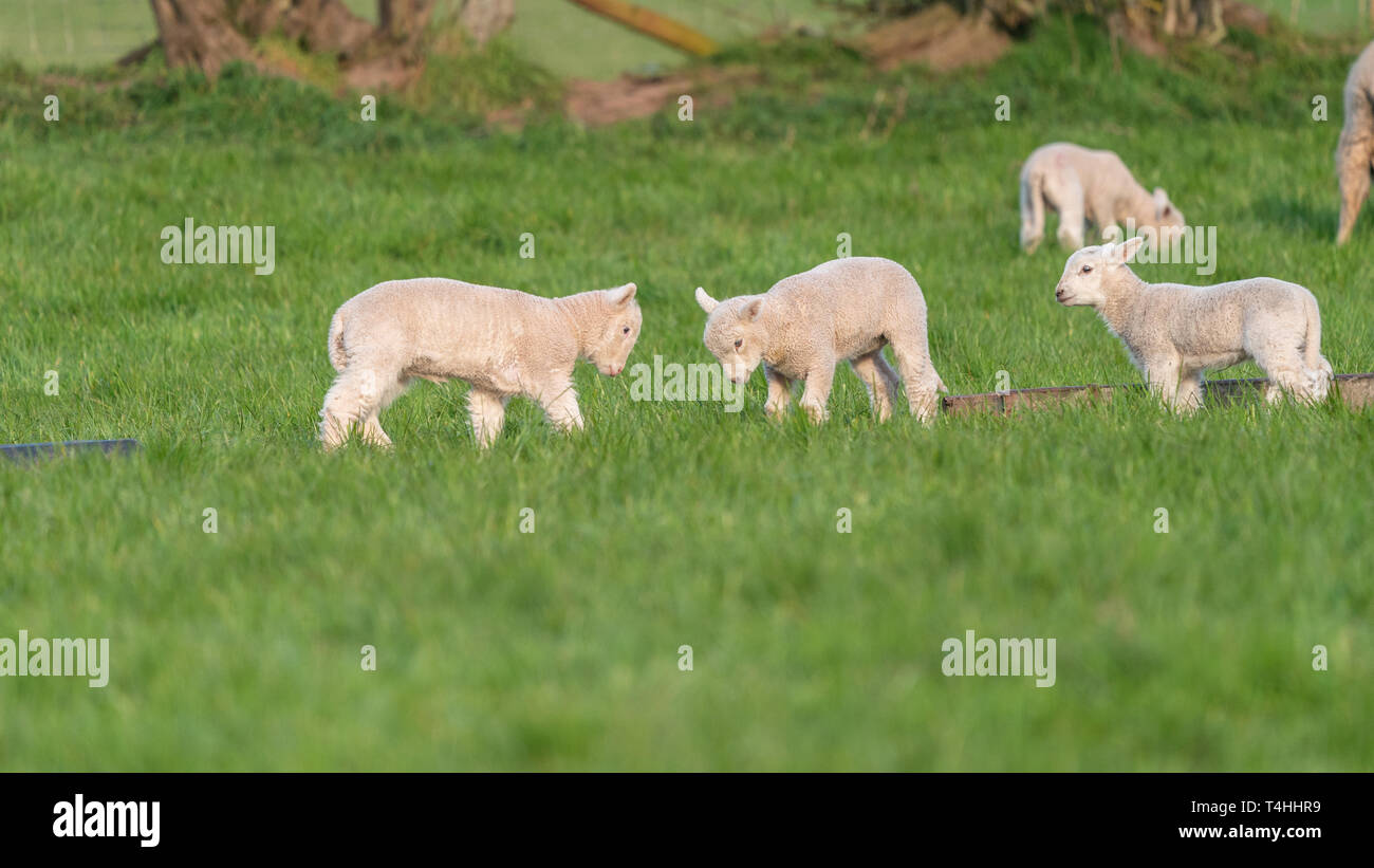 Leaping spring lamb springtime hi-res stock photography and images - Alamy