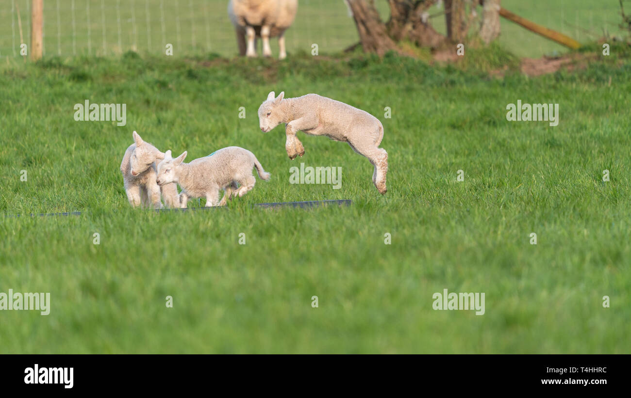 Leaping spring lamb springtime hi-res stock photography and images - Alamy