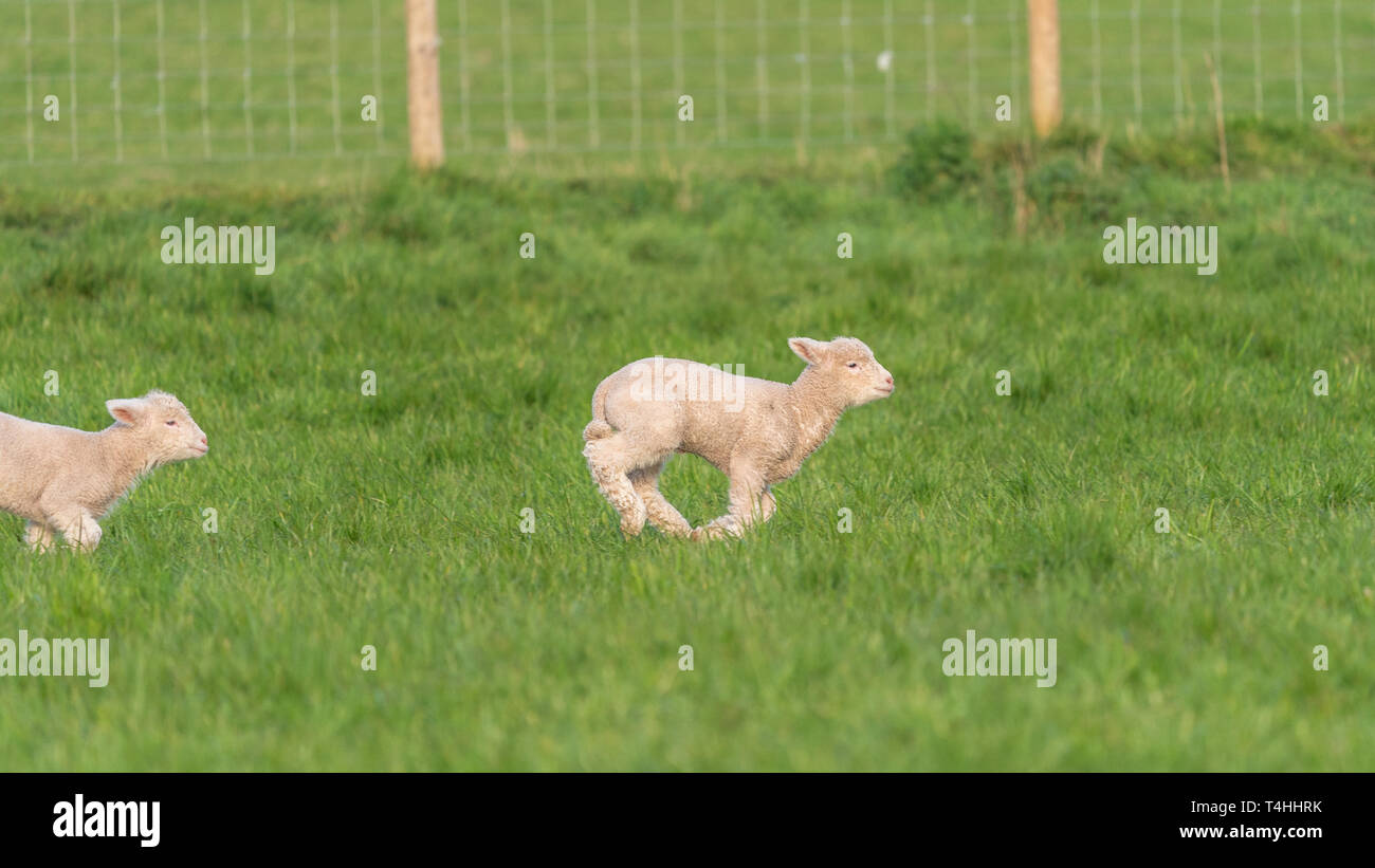 Leaping spring lamb springtime hi-res stock photography and images - Alamy