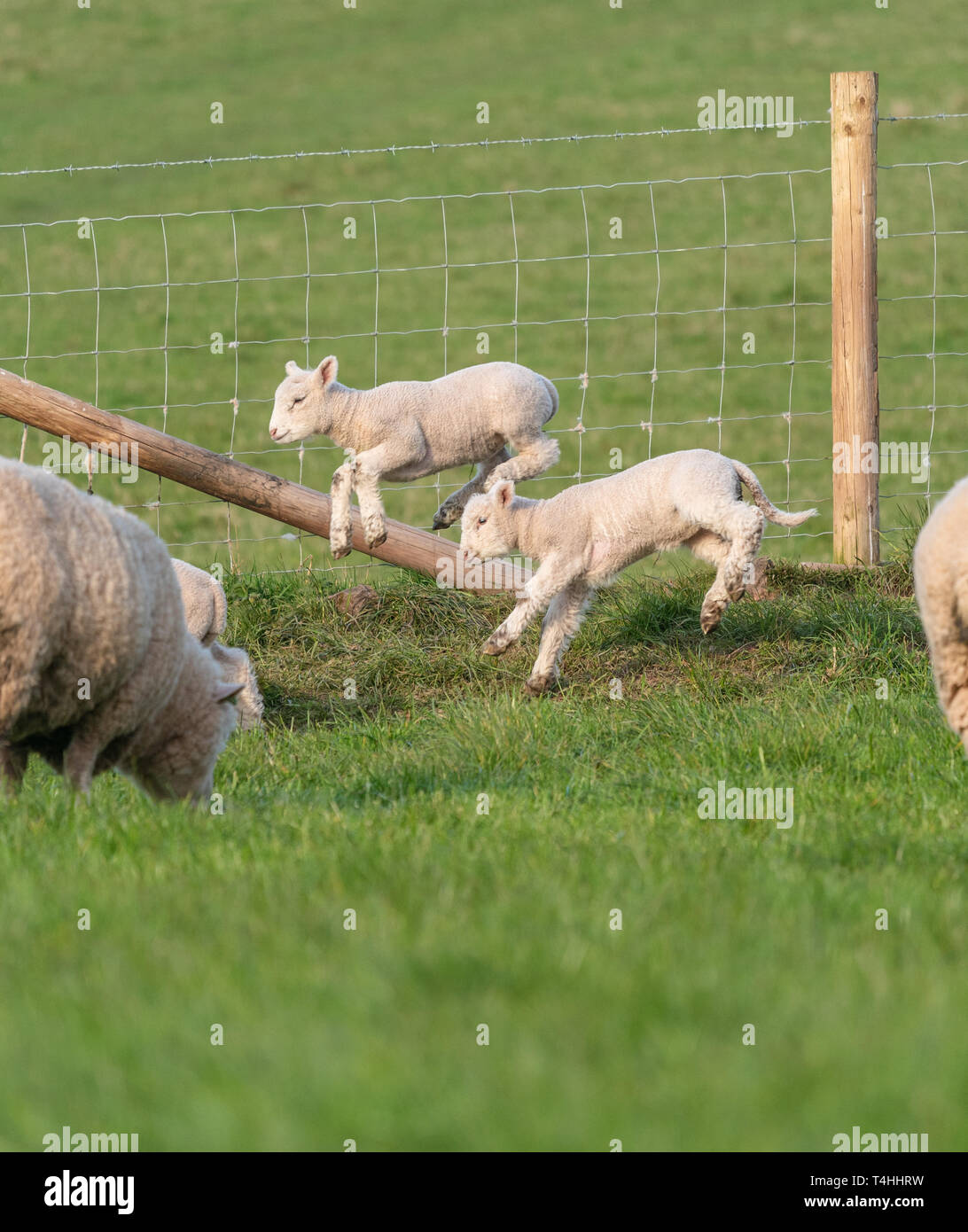 Lambs playing in field of green grass in Spring Stock Photo - Alamy